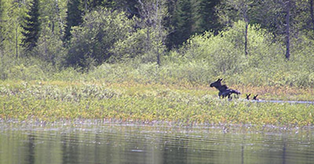 Bird Hunting Package - 7 Day Deluxe with own boat, Kenora, Red Lake ...